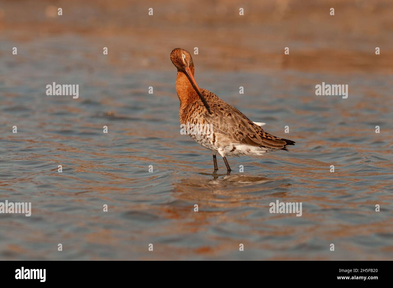 Black-tailed godwit, Limosa limosa, a solitary bird in the water ...