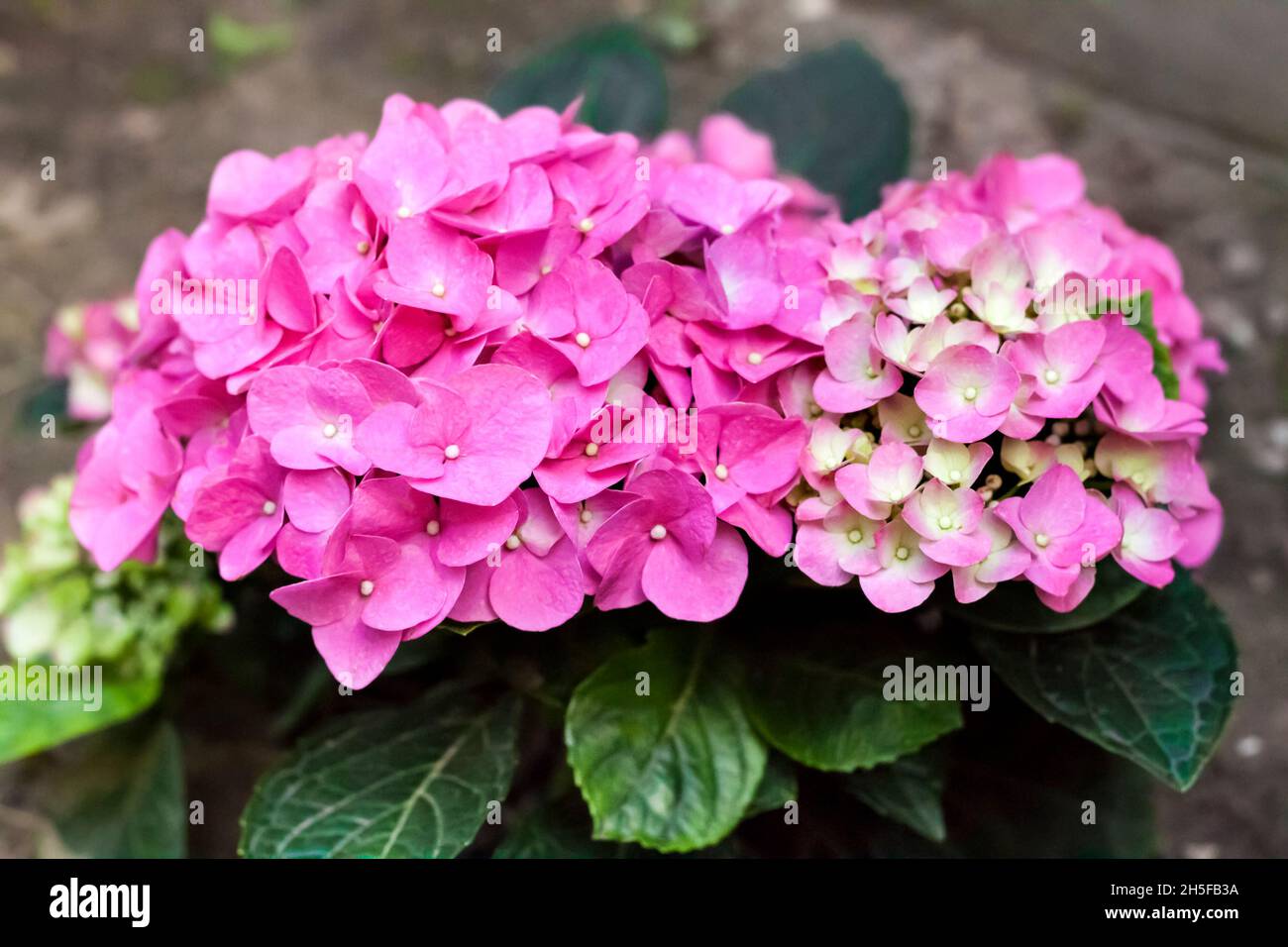 Pink Hydrangea macrophylla (Bigleaf Hydrangea) inflorescence closeup in ...