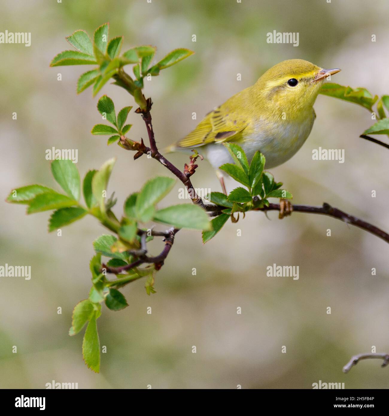Bird Willow Warbler Phylloscopus Trochilus Close Up Stock Photo Alamy