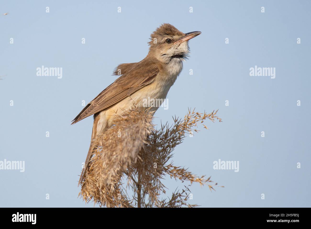 Great Reed Warbler. Bird in the habitat. Acrocephalus arundinaceus ...