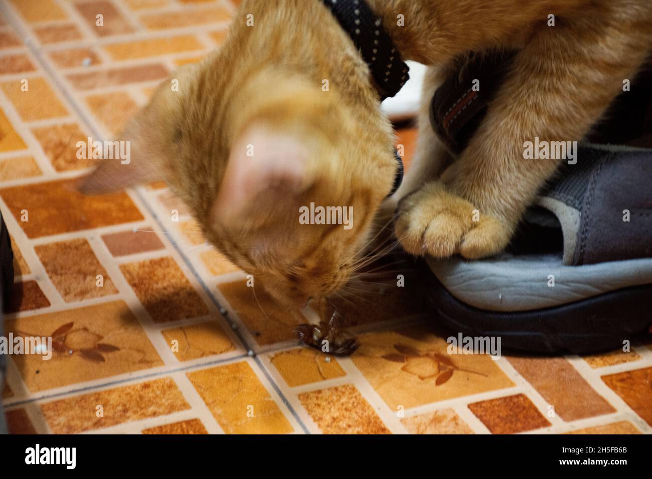 Thai domestic ginger young cats catch cockroach with playing and killed ...