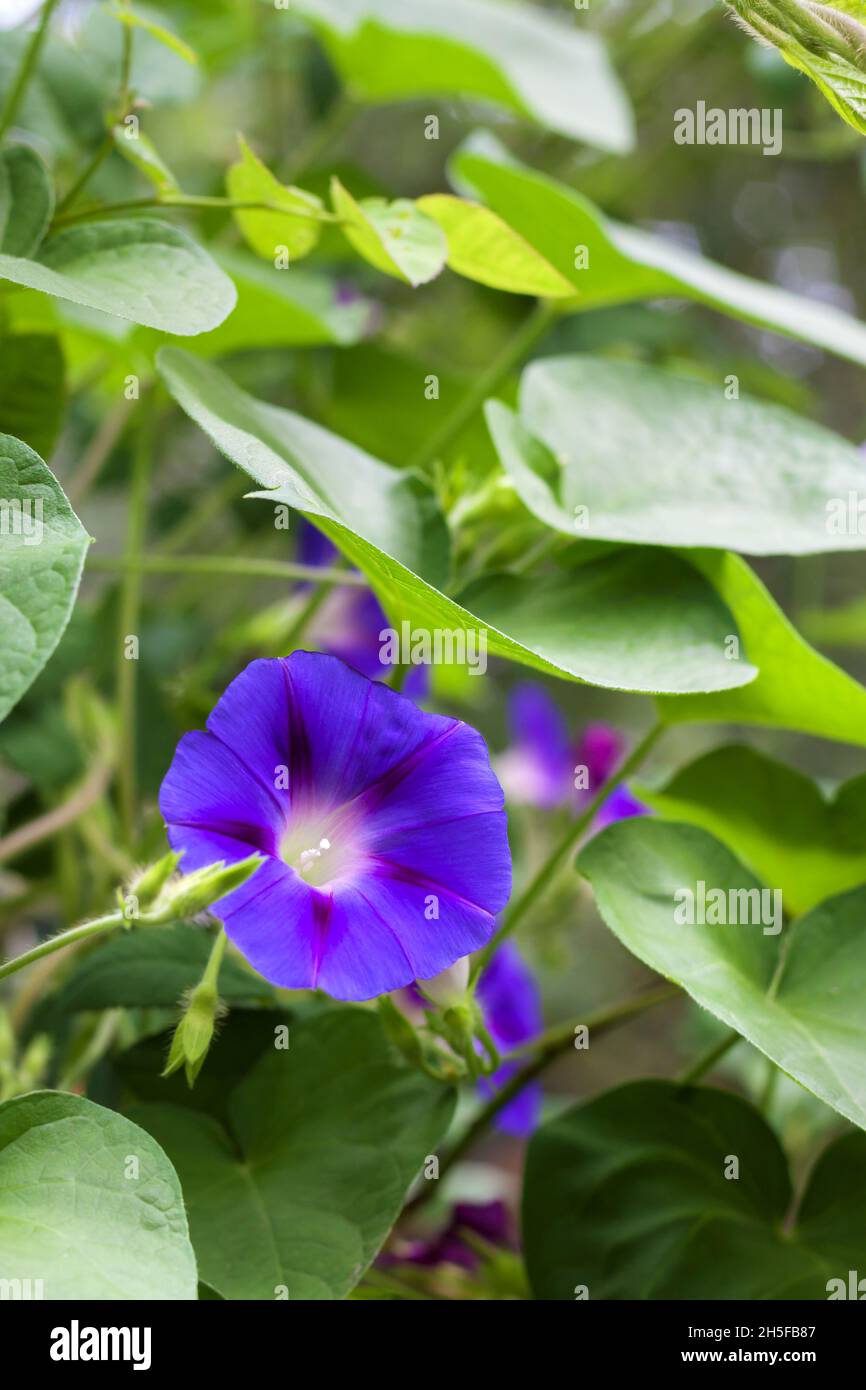 Morning Glory (Ipomoea) flower Stock Photo - Alamy