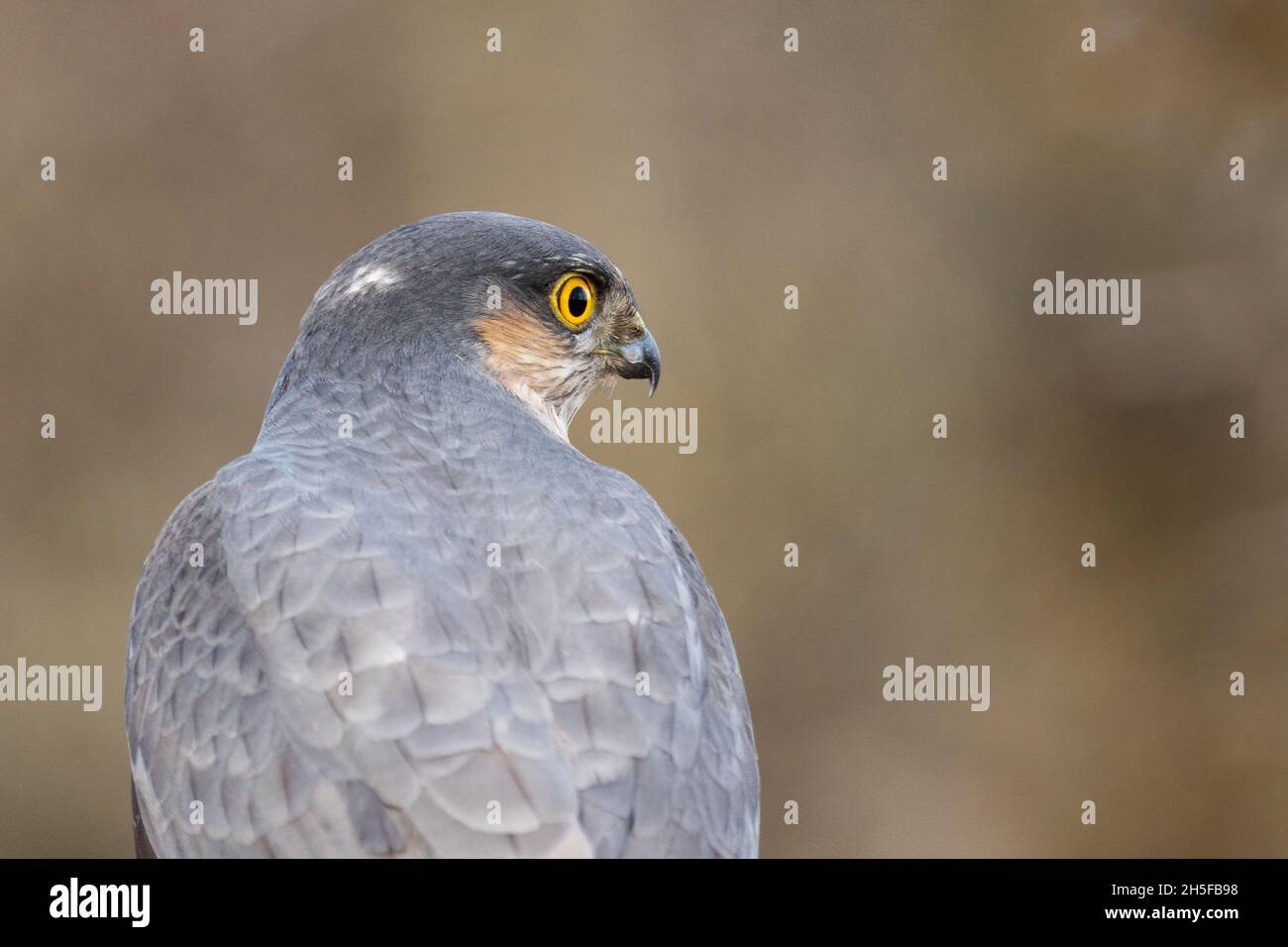 Eurasian Sparrowhawk Accipiter nisus Winter Sparrowhawk. Close up Stock ...
