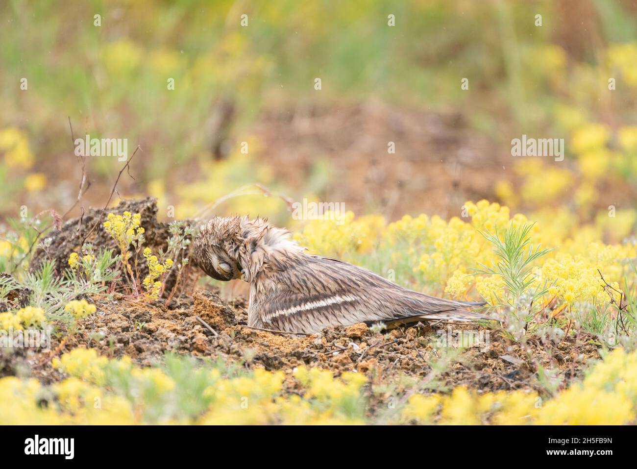 Breeding curlew spring hi-res stock photography and images - Alamy