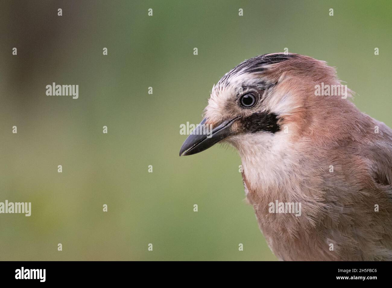 Eurasian blue bird feeding close hi-res stock photography and images ...