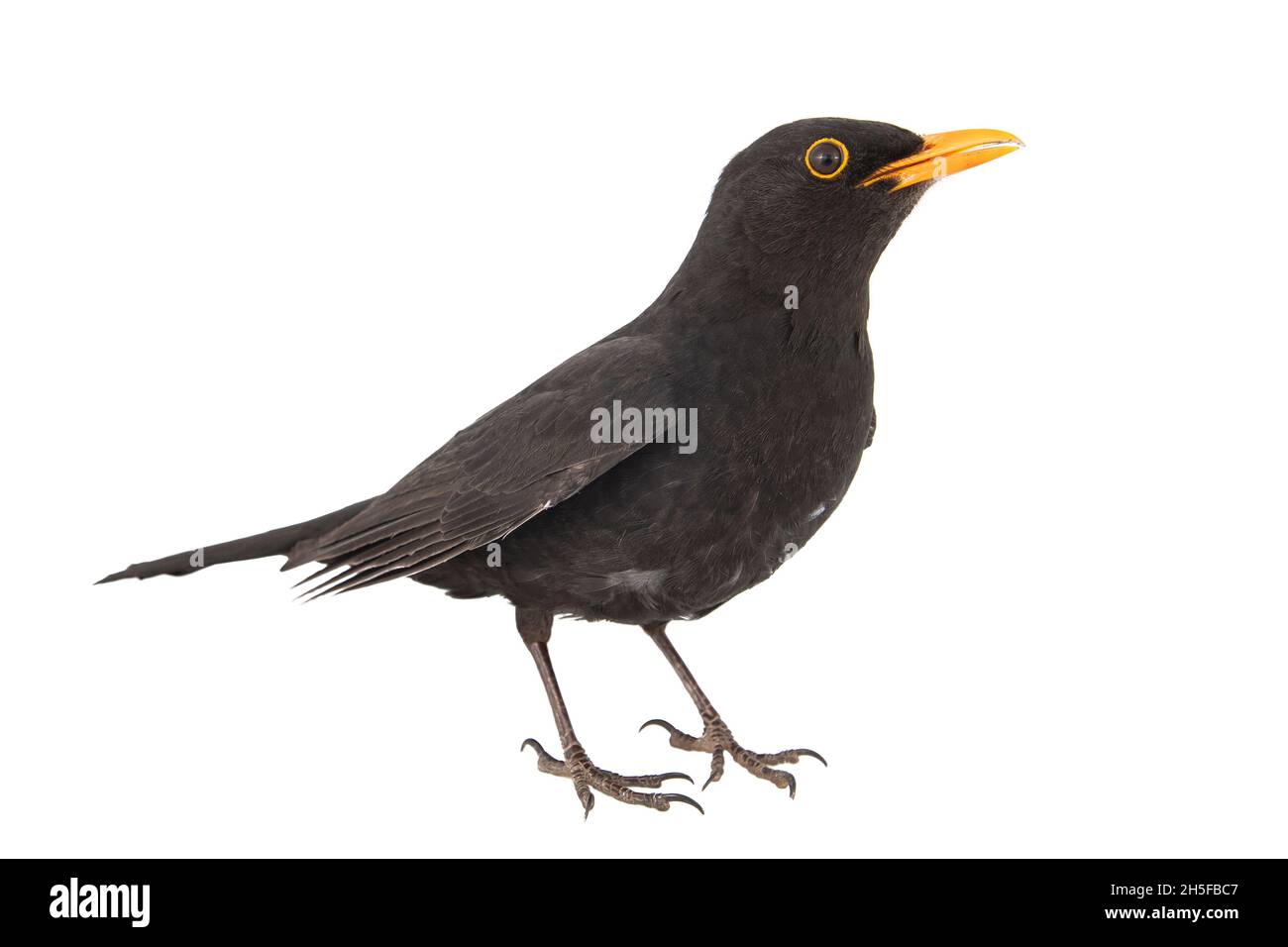 Blackbird, Turdus merula, isolated on white background Stock Photo - Alamy
