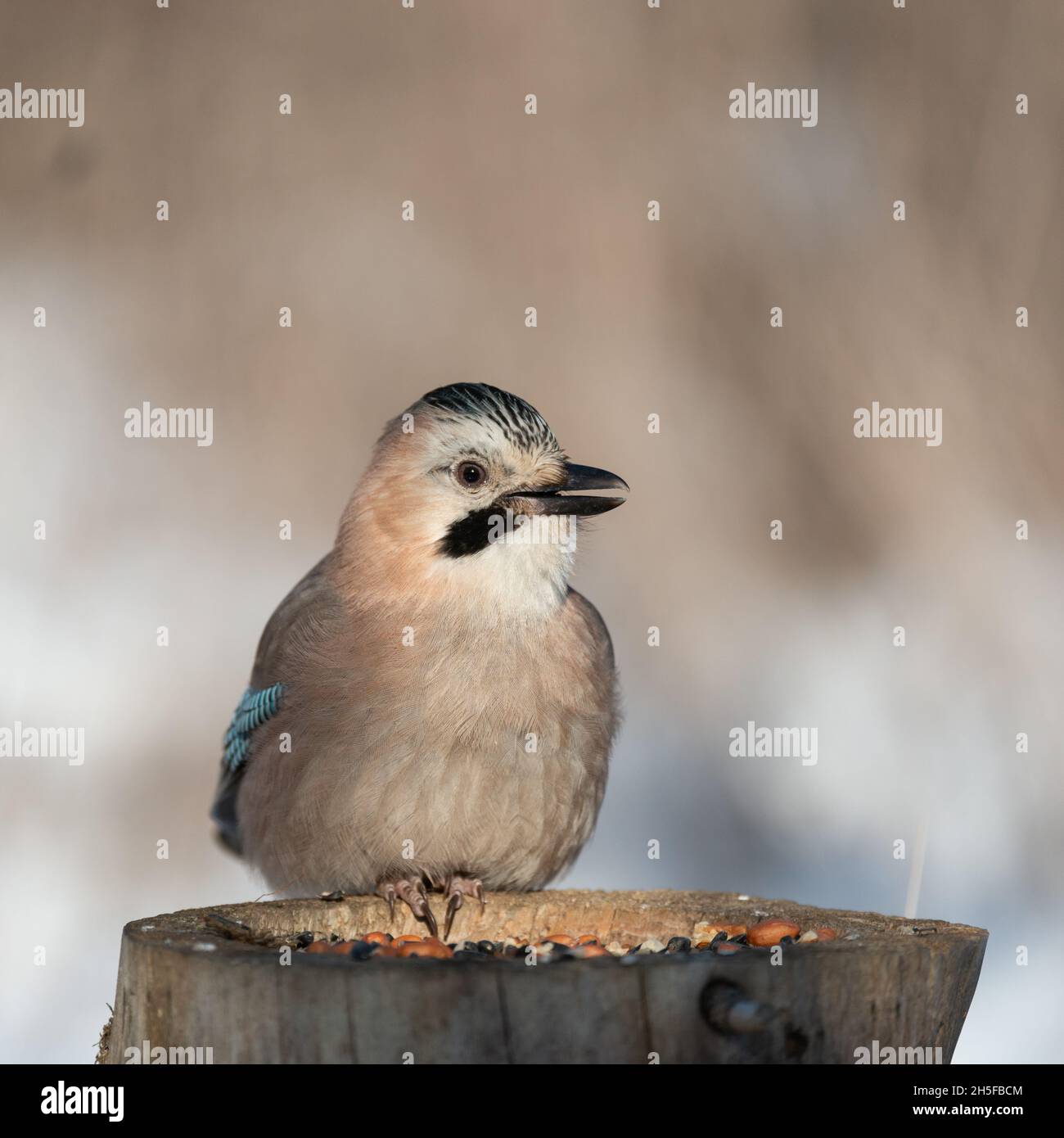 Portrait of a Eurasian jay in a snow-covered forest Garrulus glandarius ...