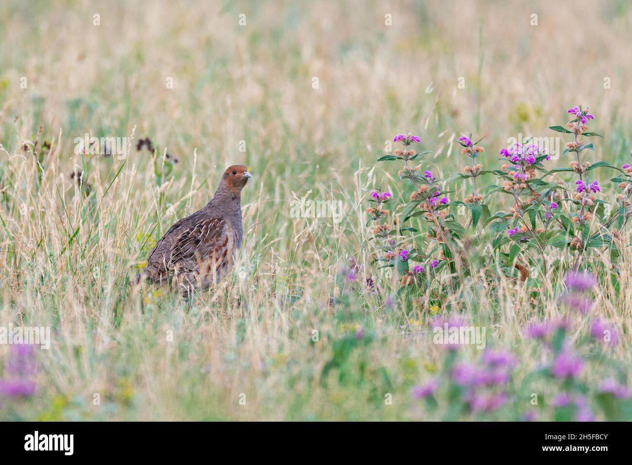 Common partridge hi-res stock photography and images - Alamy