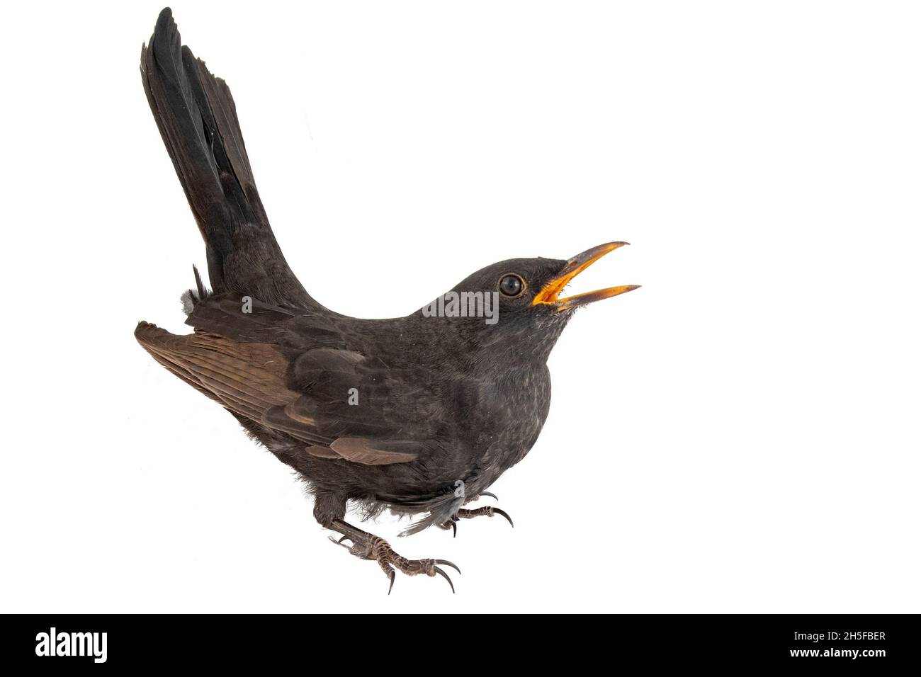 Blackbird isolated on white background. Male Eurasian Blackbird (Turdus ...
