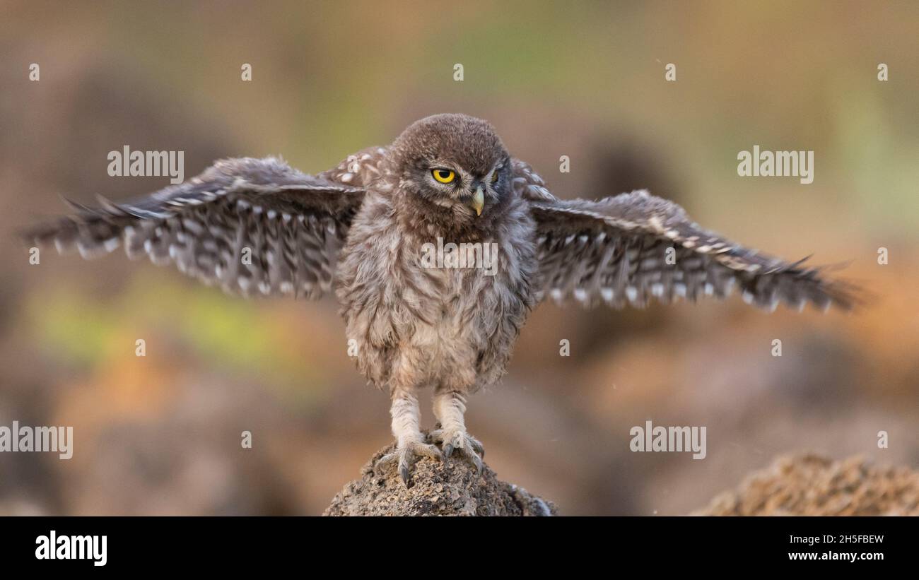 Little owl Athena noctua stands on a rock with its wings open Stock ...