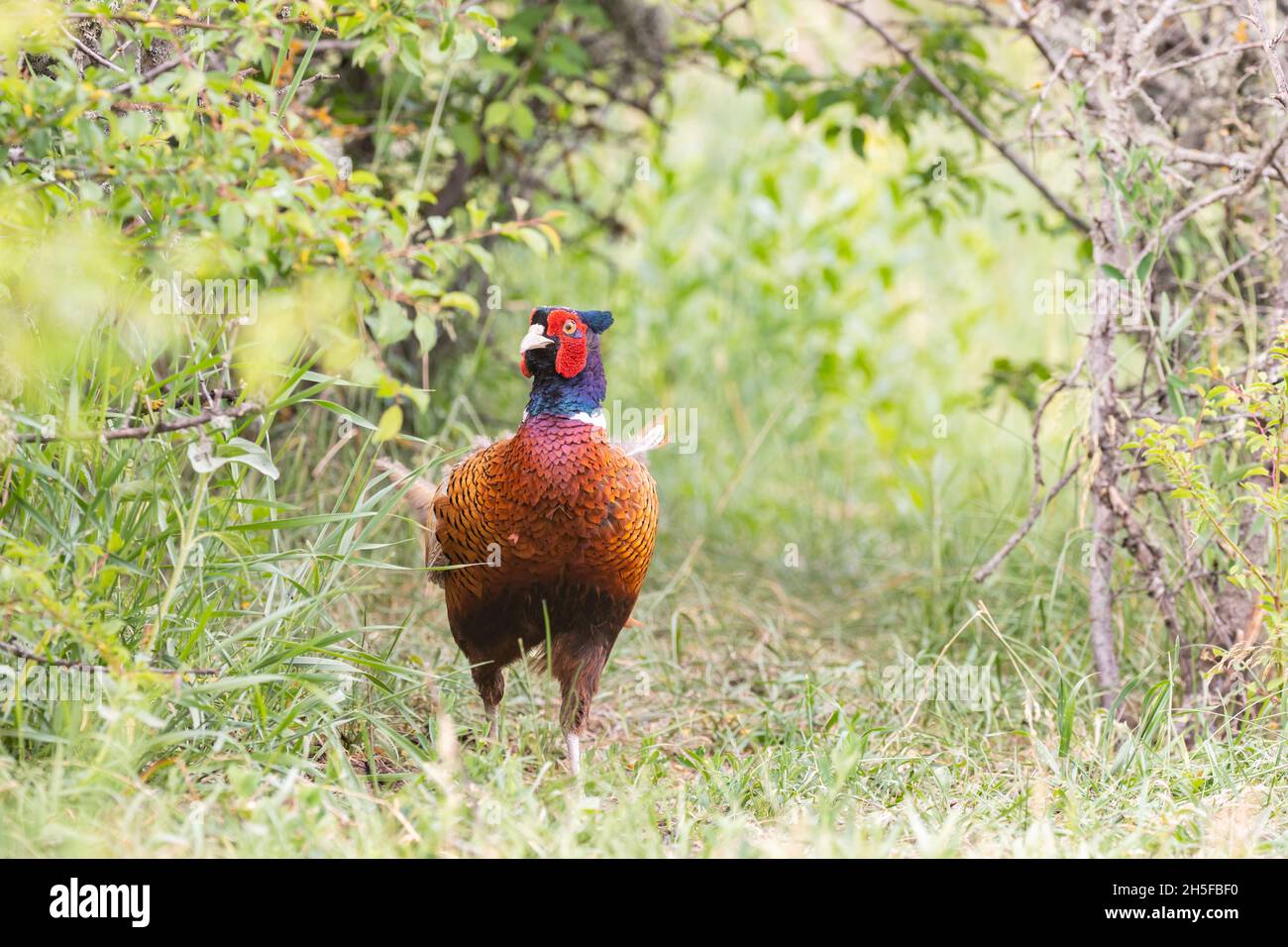 Birds Common pheasant Phasianus colchicus. In the habitat Stock Photo ...
