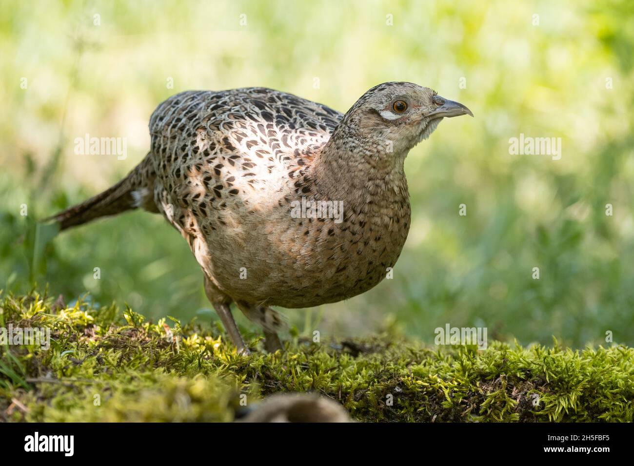 Female Common Pheasant Phasianus colchicus in the wild Stock Photo - Alamy