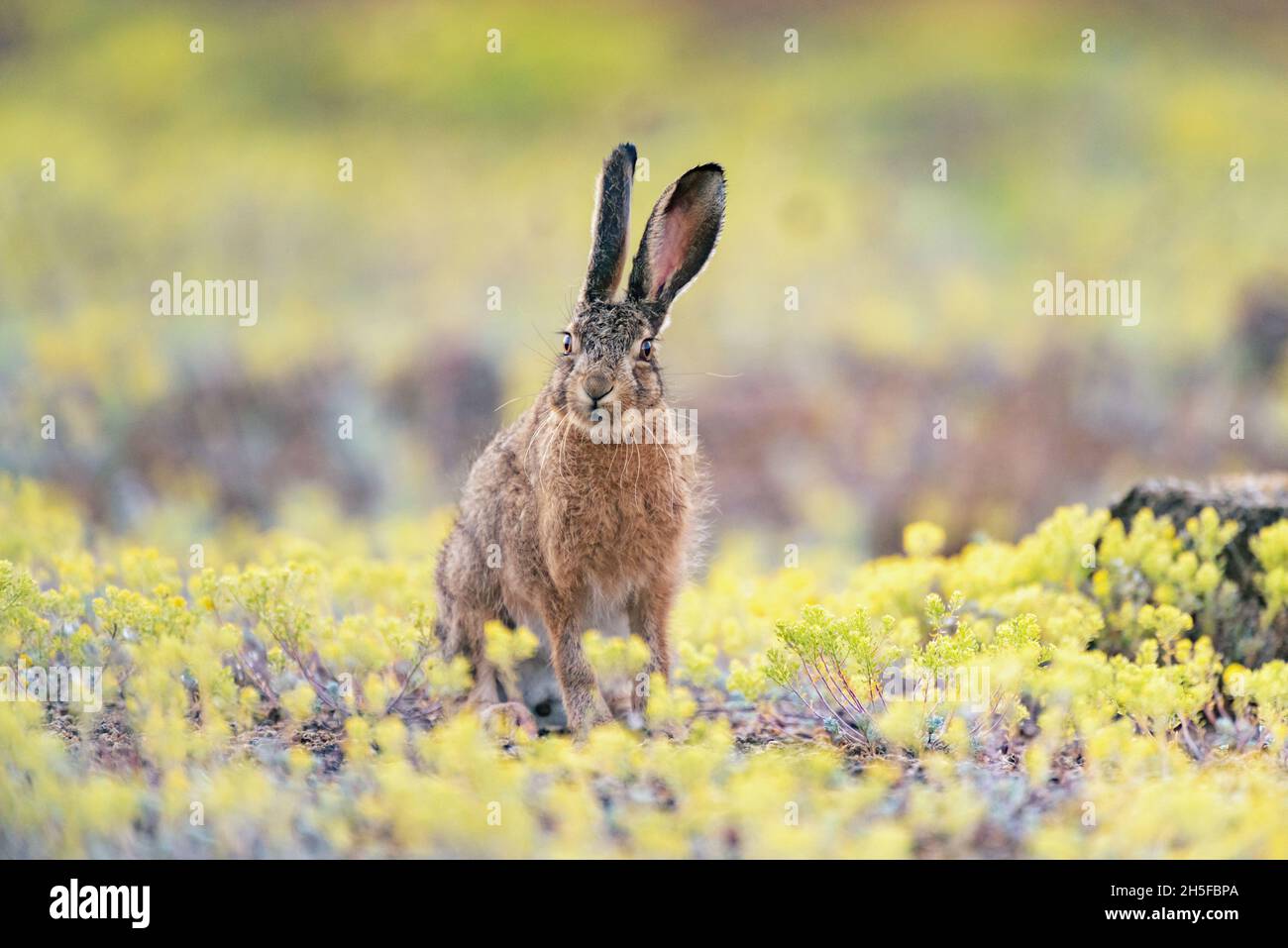 European hare stands in the grass. Lepus europaeus Stock Photo - Alamy