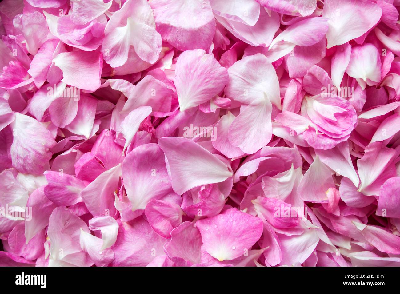 Fresh pink rose petals background. Flat lay Stock Photo - Alamy