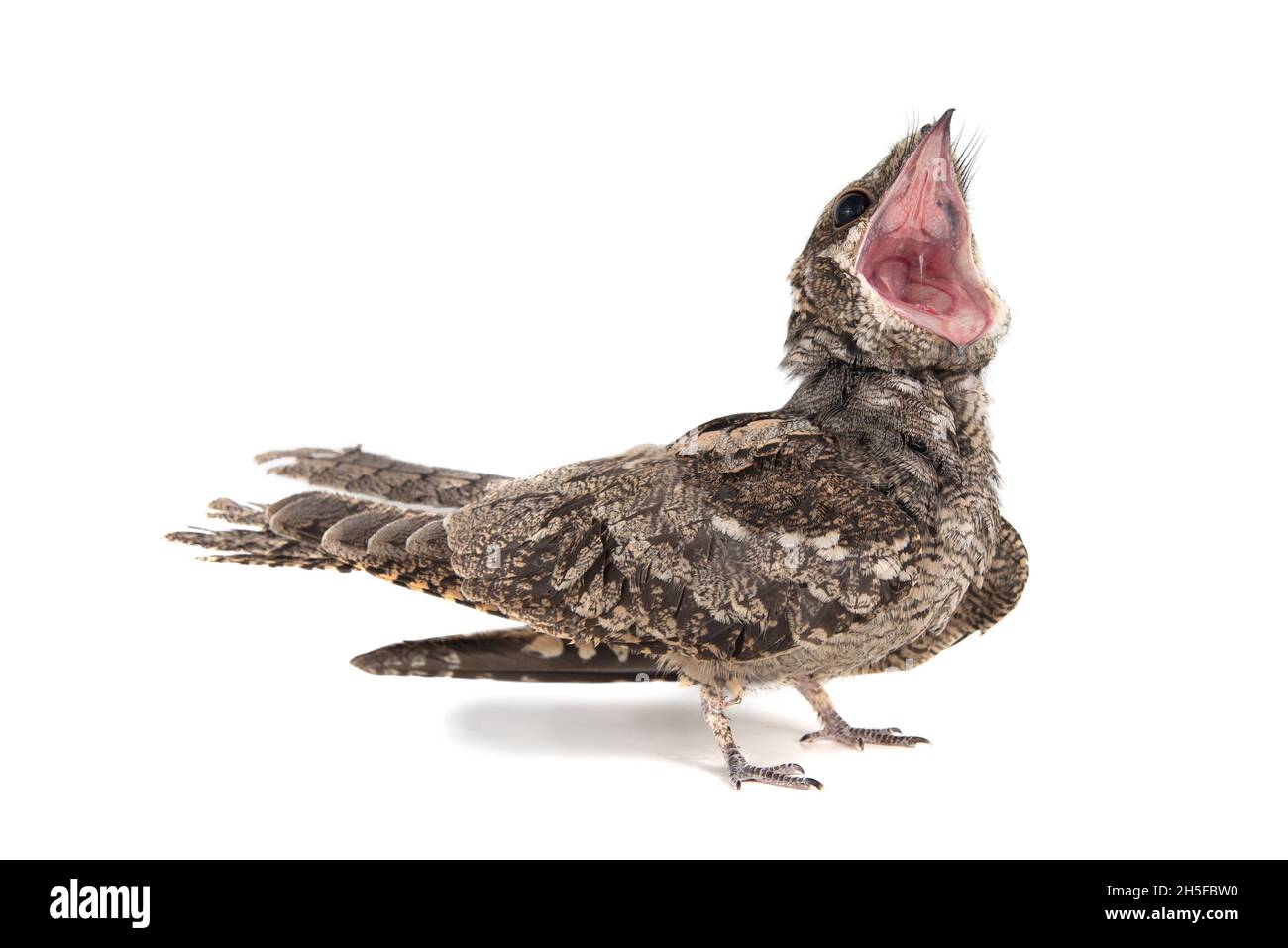 European Nightjar, Caprimulgus europaeus, in front, isolated on white ...