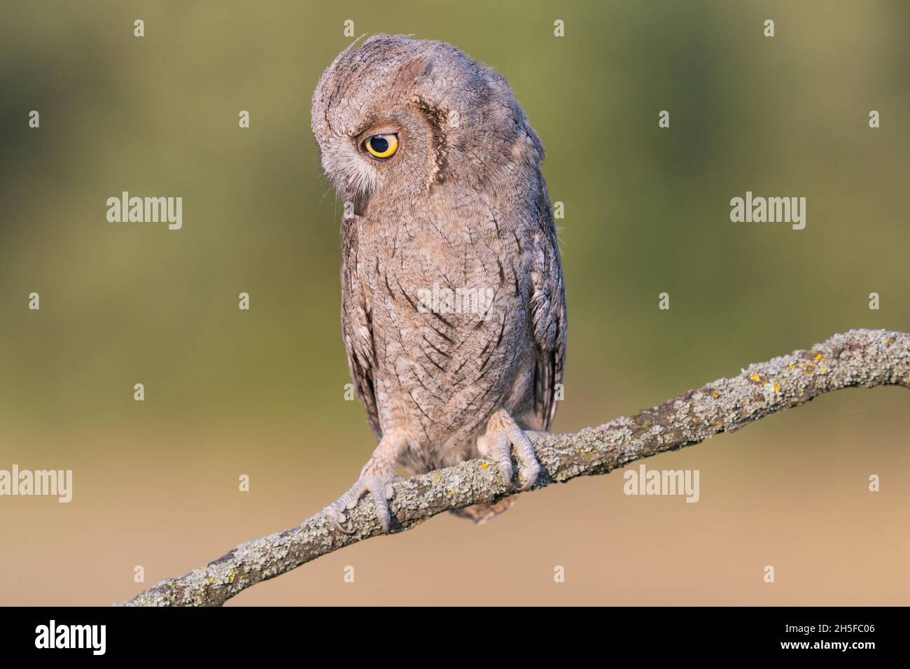 European scops owl Otus scops sitting on branch. Bird in the wild Stock ...