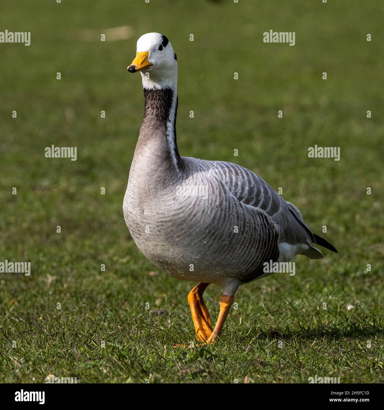 The bar-headed goose, Anser indicus is a goose that breeds in Central ...