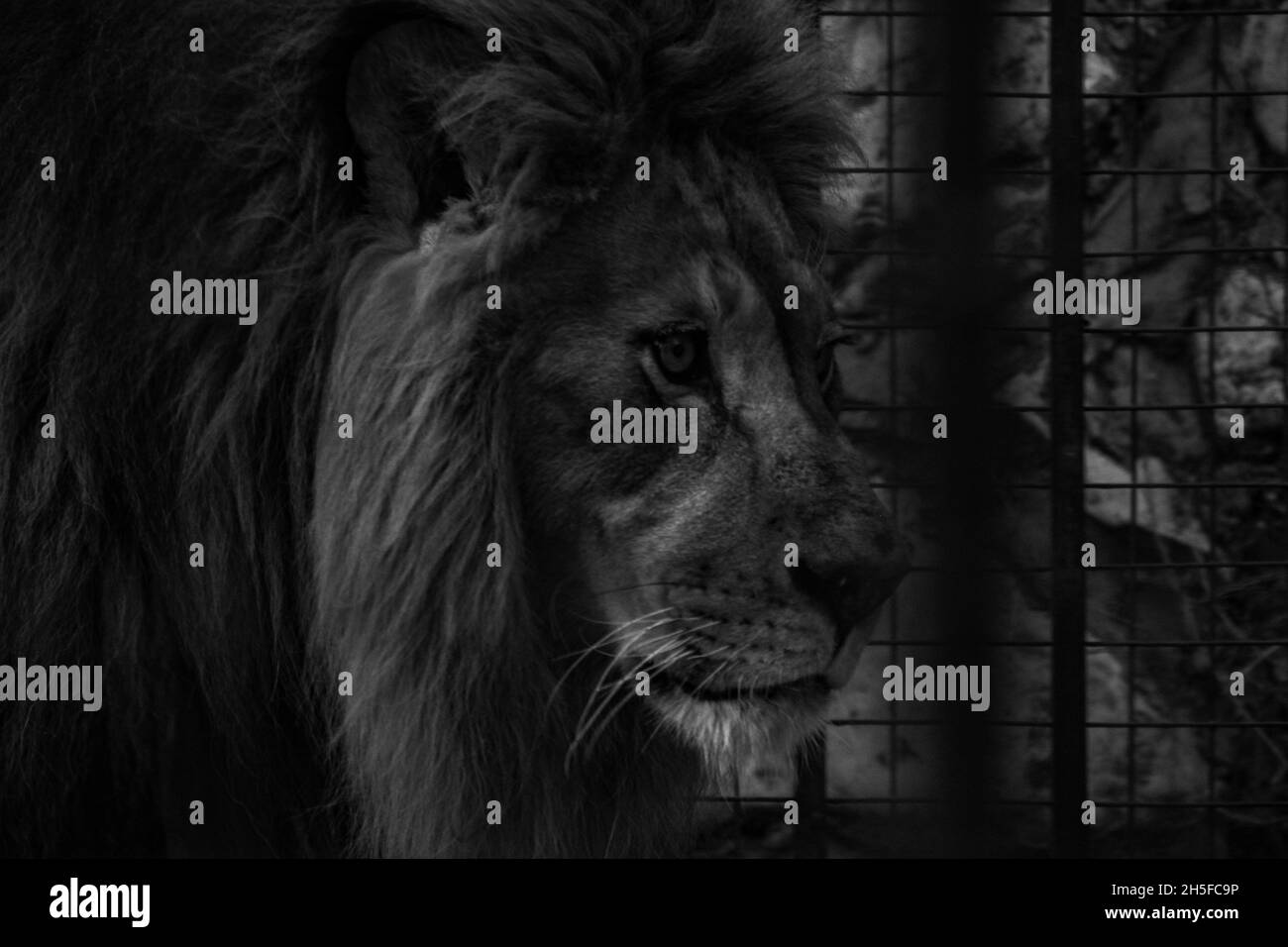 Cage lion Black and White Stock Photos & Images - Alamy