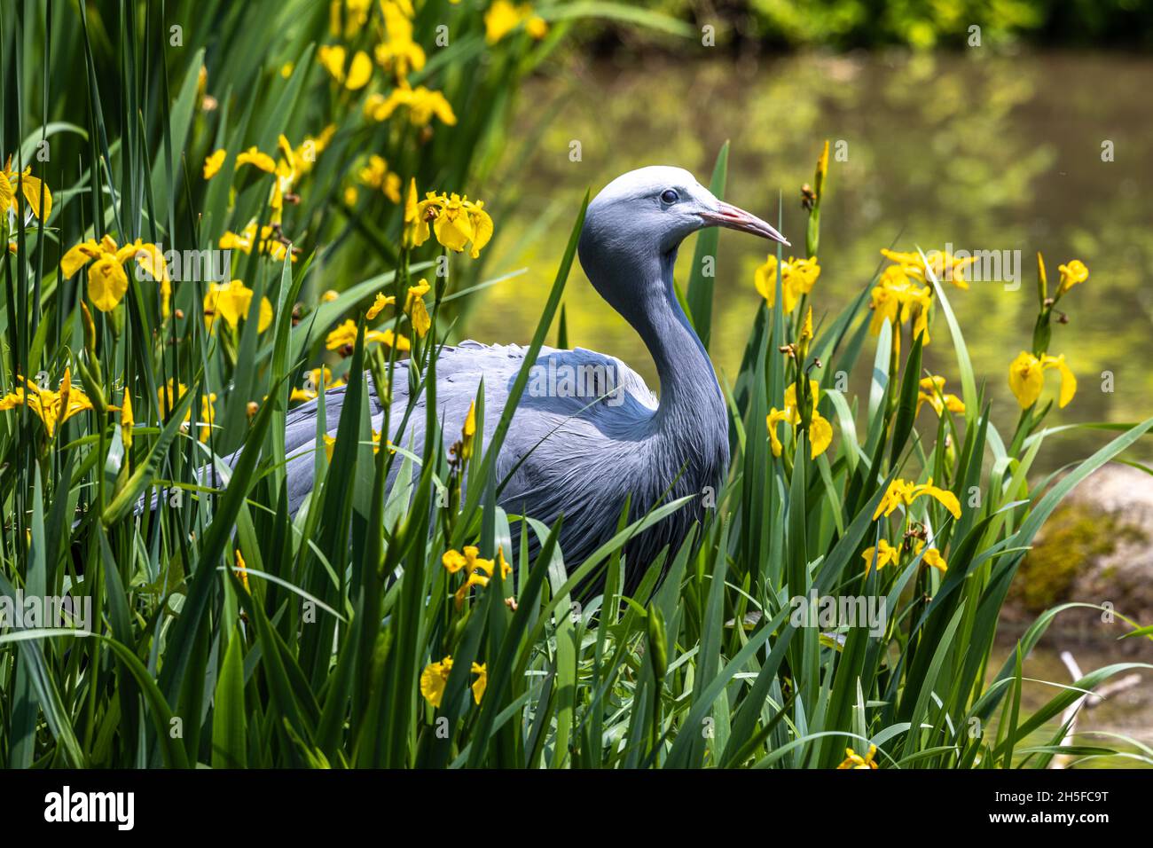 The Blue Crane, Grus paradisea, is an endangered bird specie endemic to ...
