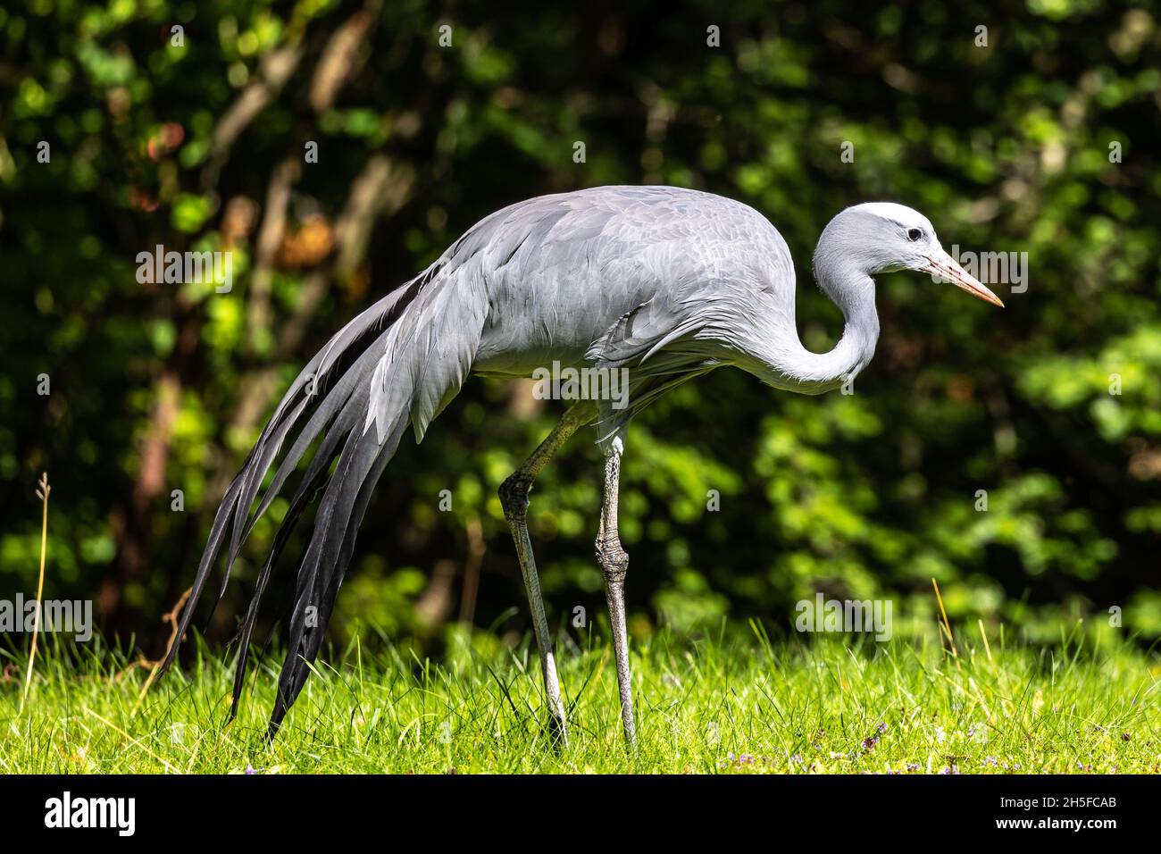 The Blue Crane, Grus paradisea, is an endangered bird specie endemic to ...