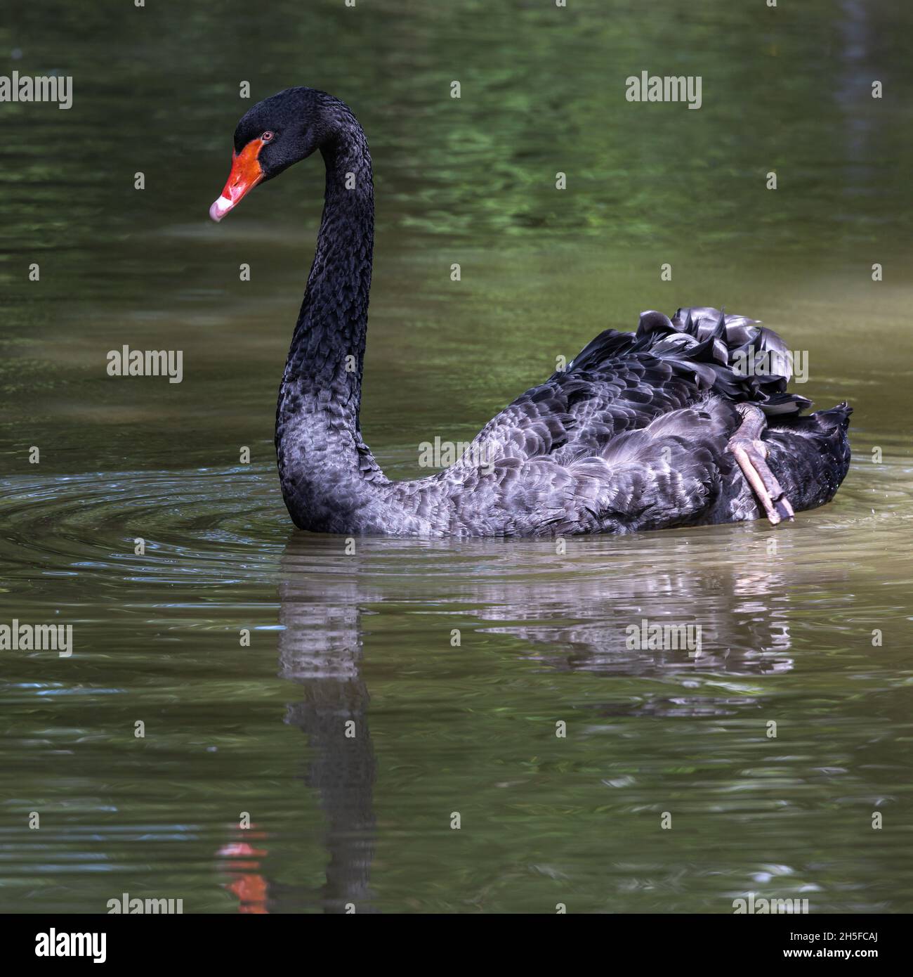 Which breeds mainly in the southeast southwest regions of australia hi ...