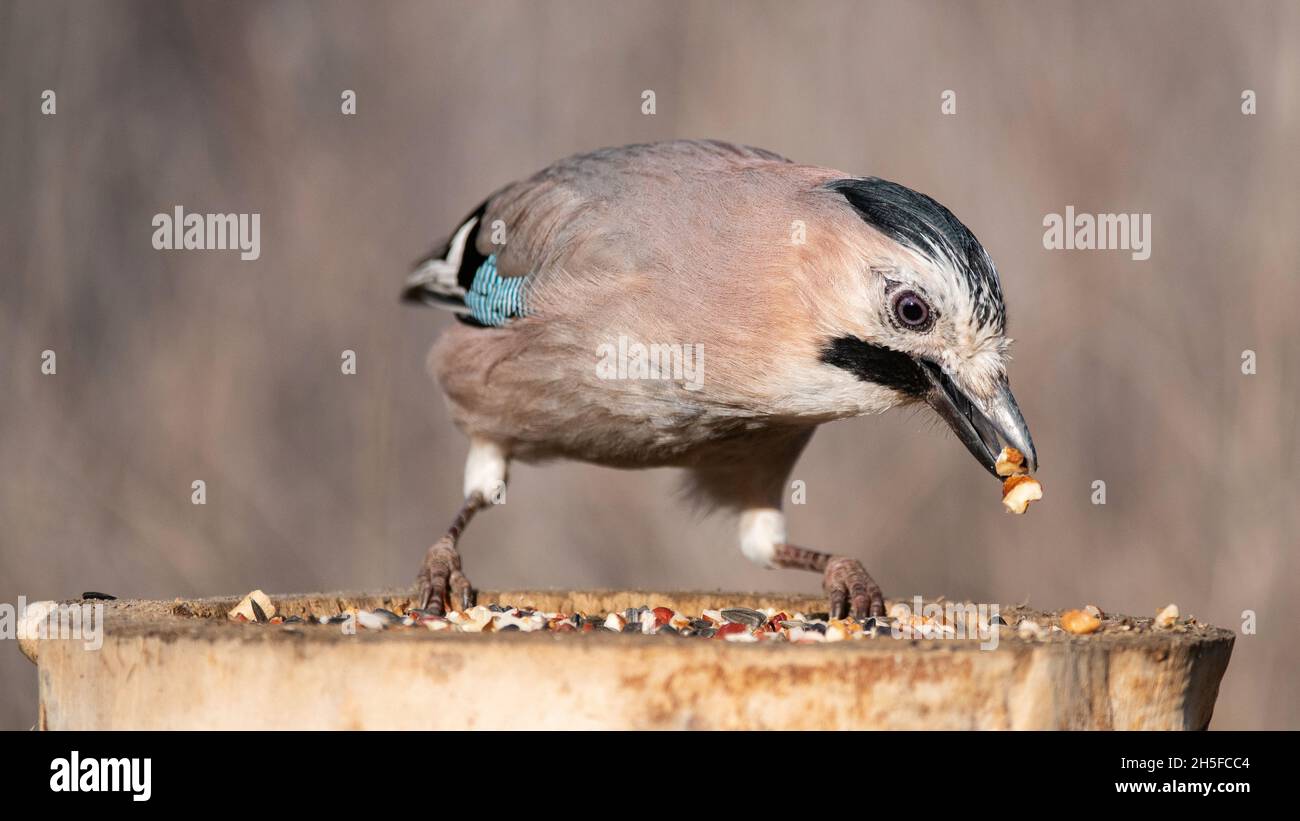 Crow nuts hi-res stock photography and images - Alamy