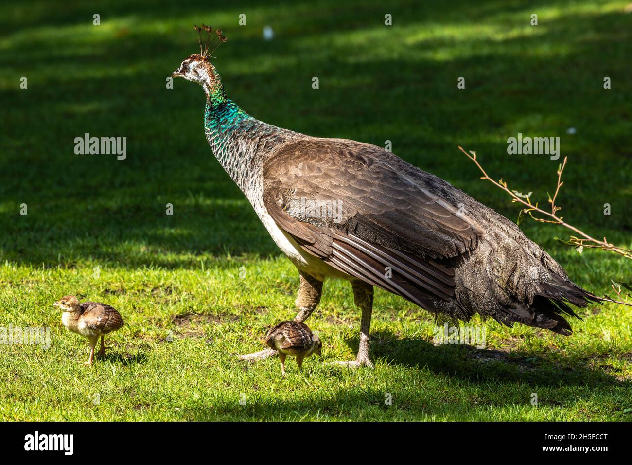 Indian peafowl baby hi-res stock photography and images - Alamy