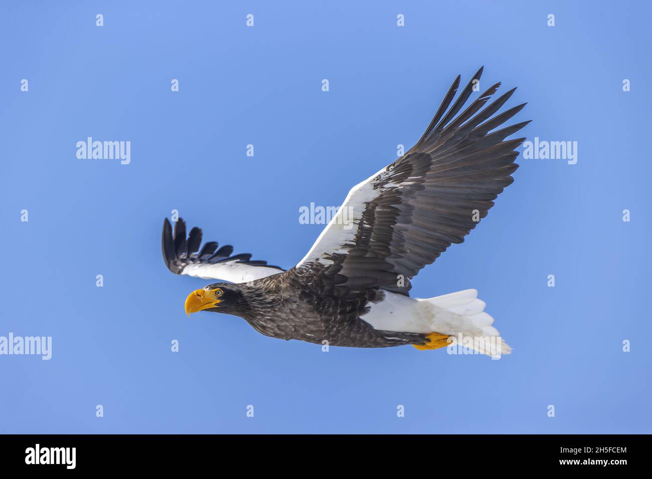 Bald eagle flying against a blue sky background Stock Photo - Alamy