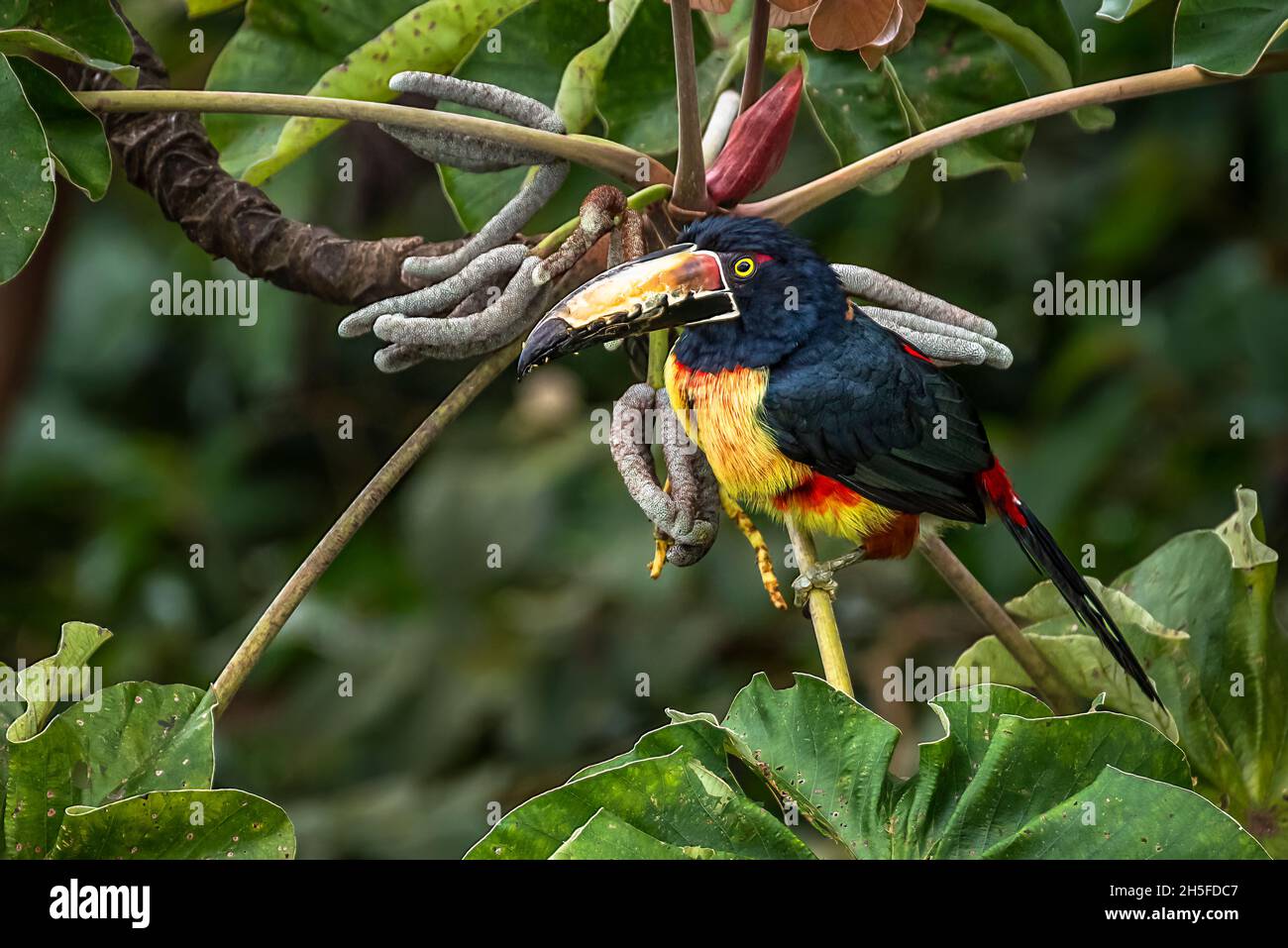 Bird feeding tree hi-res stock photography and images - Alamy