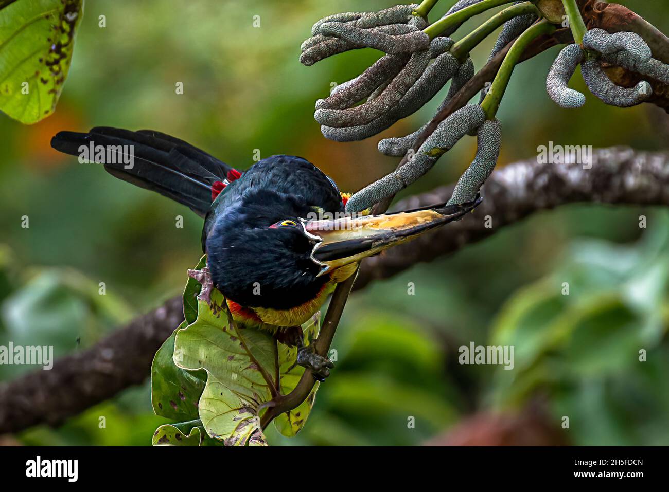 Collared aracari feeding on a trumpet tree Stock Photo - Alamy