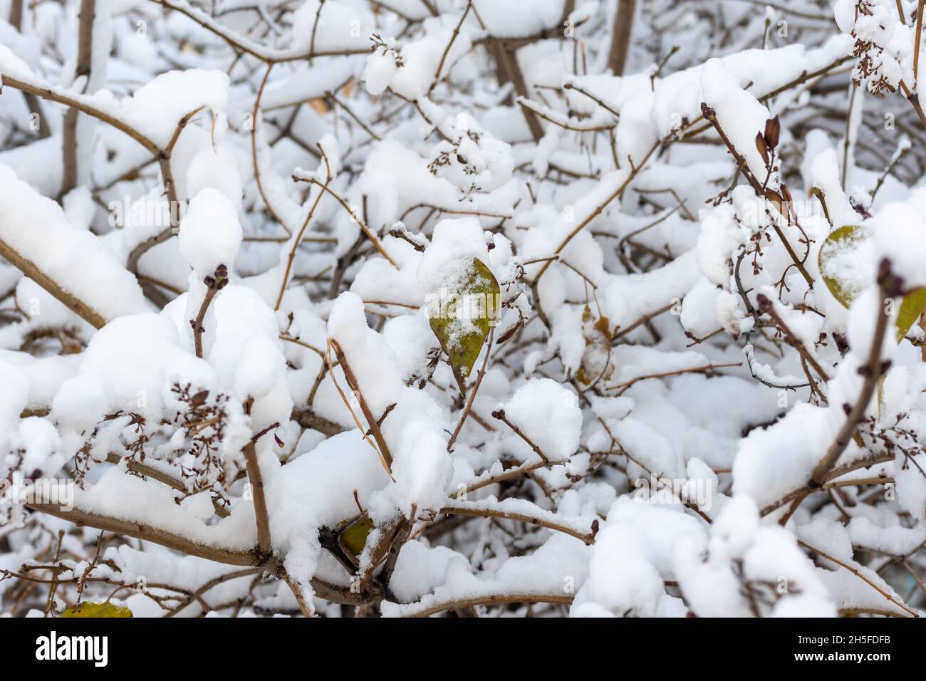 Winter frozen yellow leaves and bush branches covered with the first ...