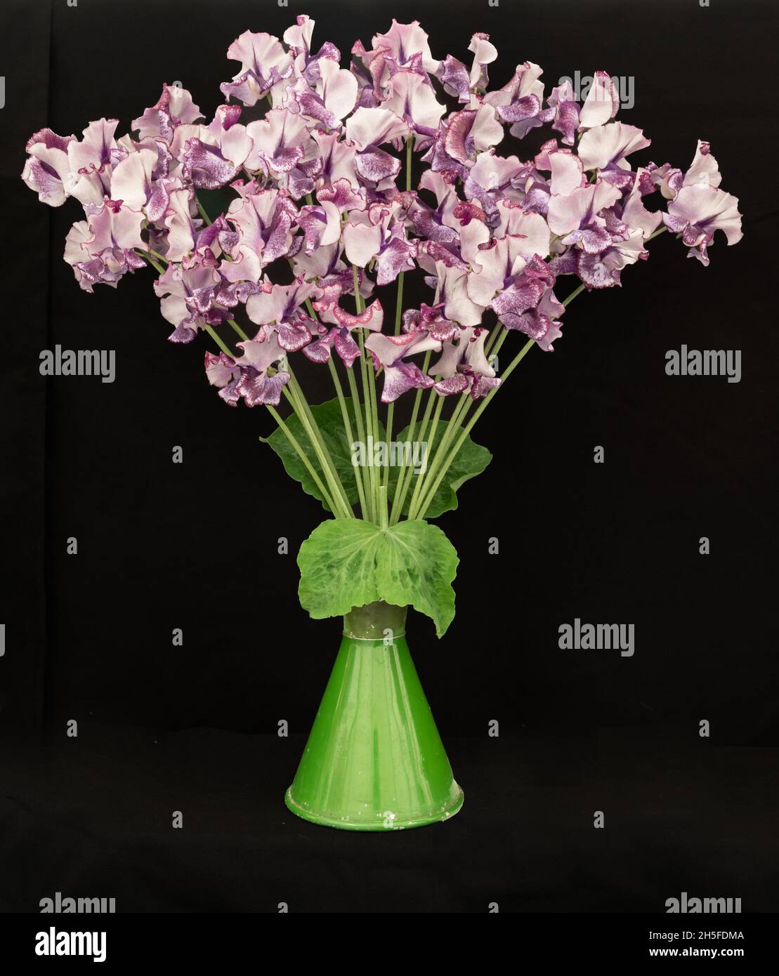 Striped pea hi-res stock photography and images - Alamy