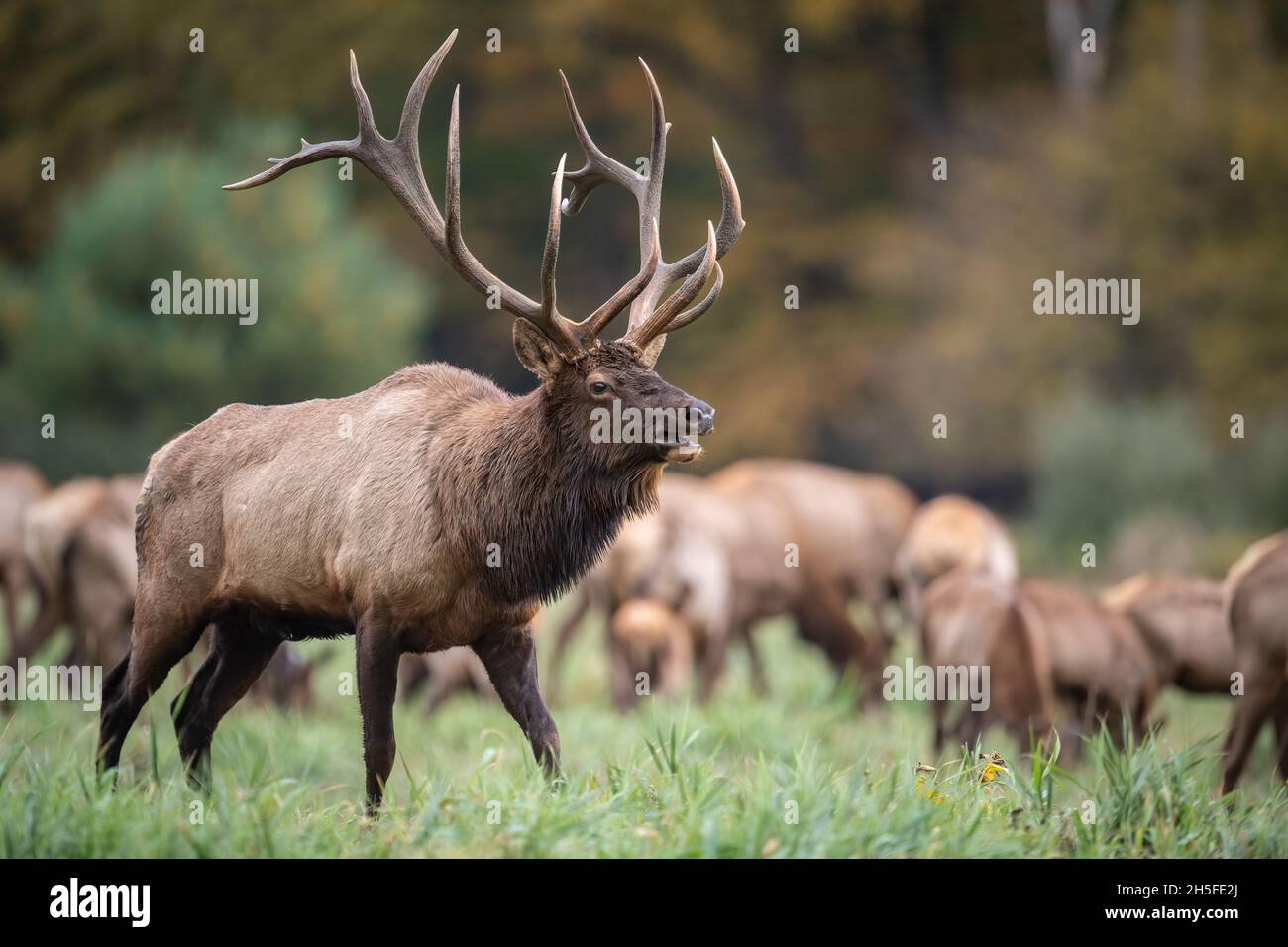 Bull elk during the rut Stock Photo - Alamy