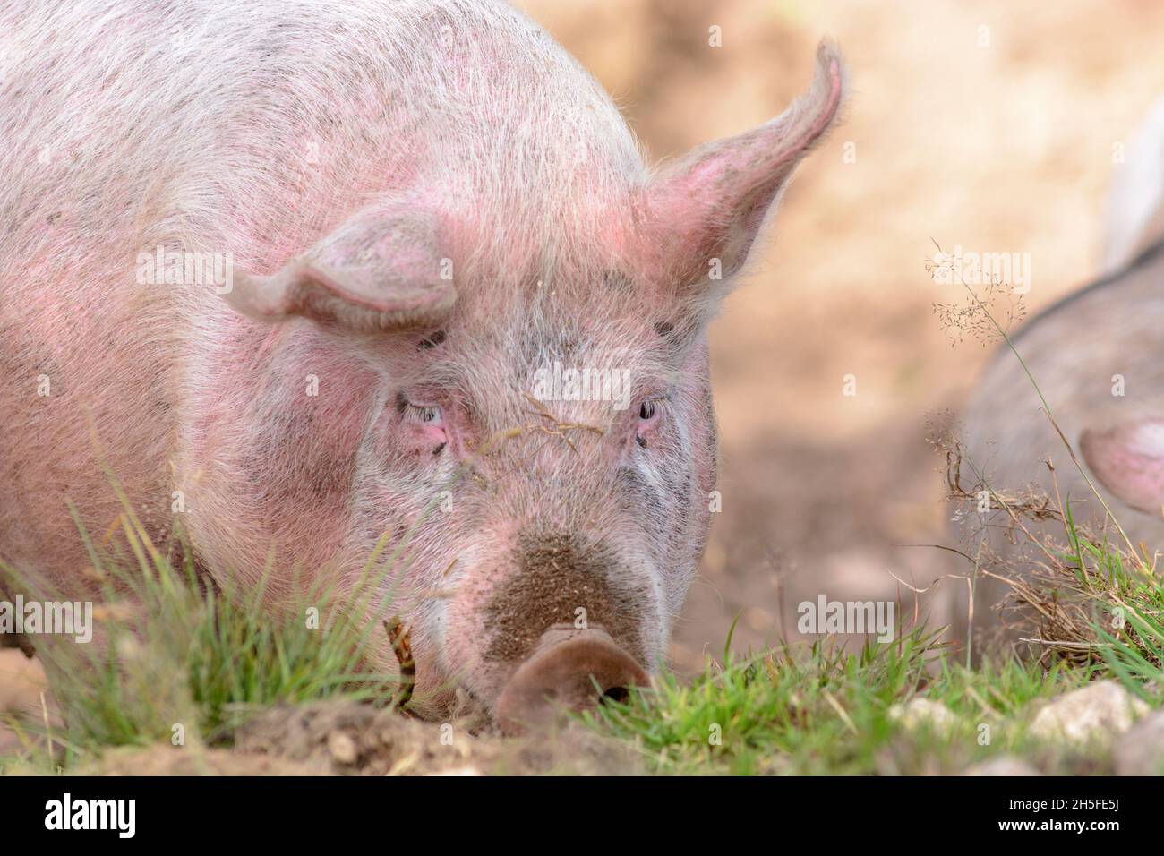 Domestic pig feeding in the dirt in an outdoor breeding farm. France ...