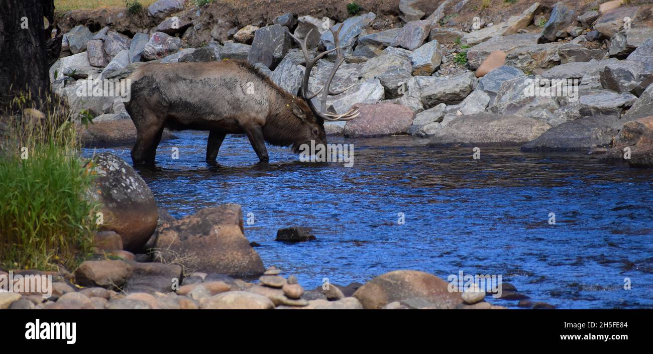 Natural view of a moose drinking water in the river Stock Photo - Alamy