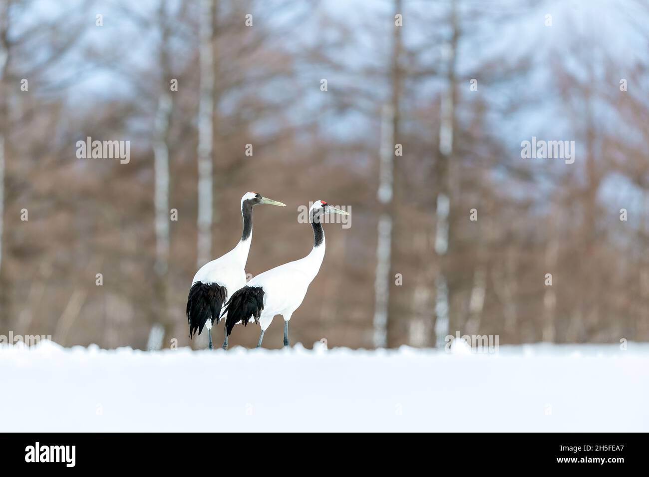 Red-crowned cranes in a snow-covered winter landscape Stock Photo - Alamy