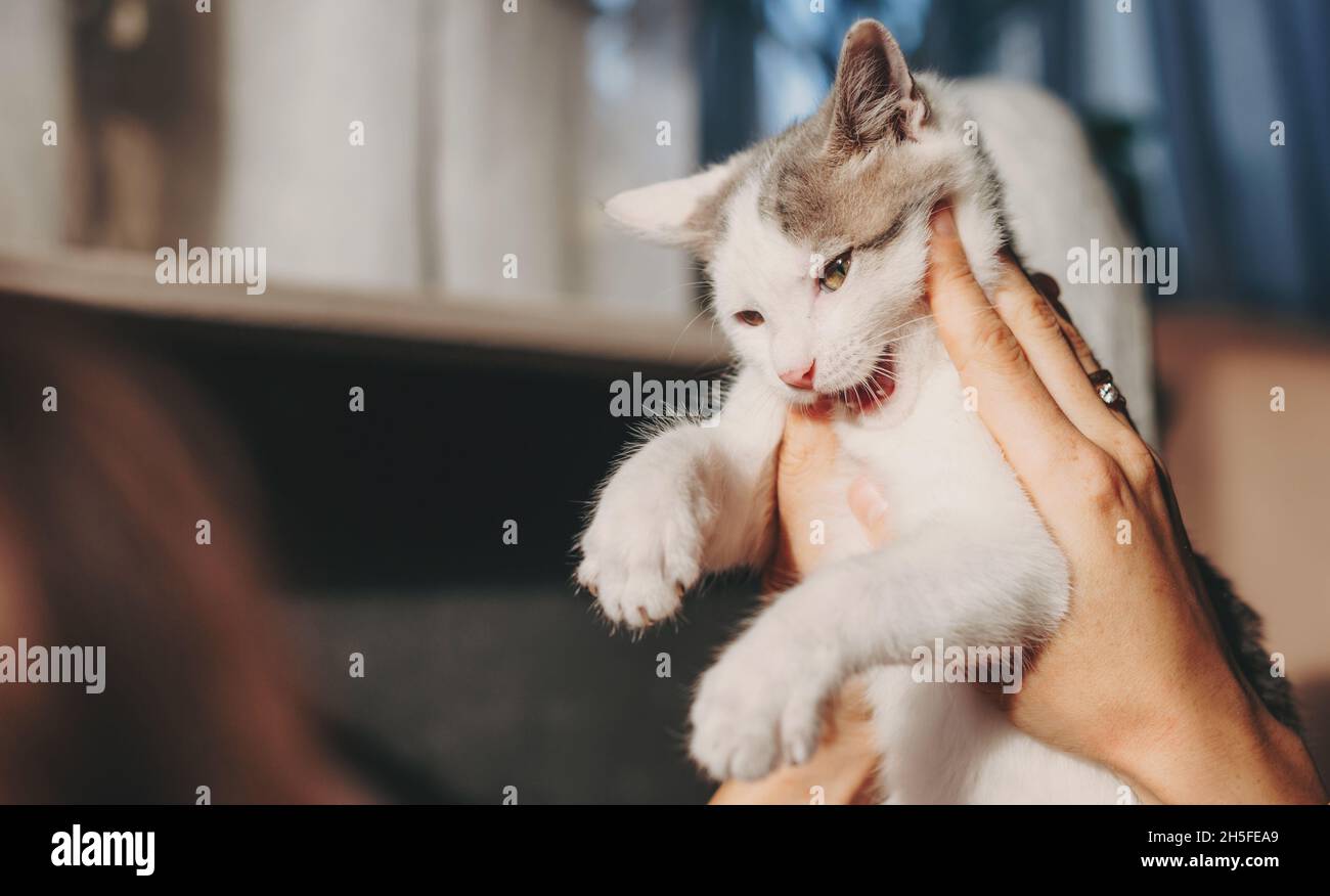 Close up portrait of human's hands stroking the face of a white cat ...