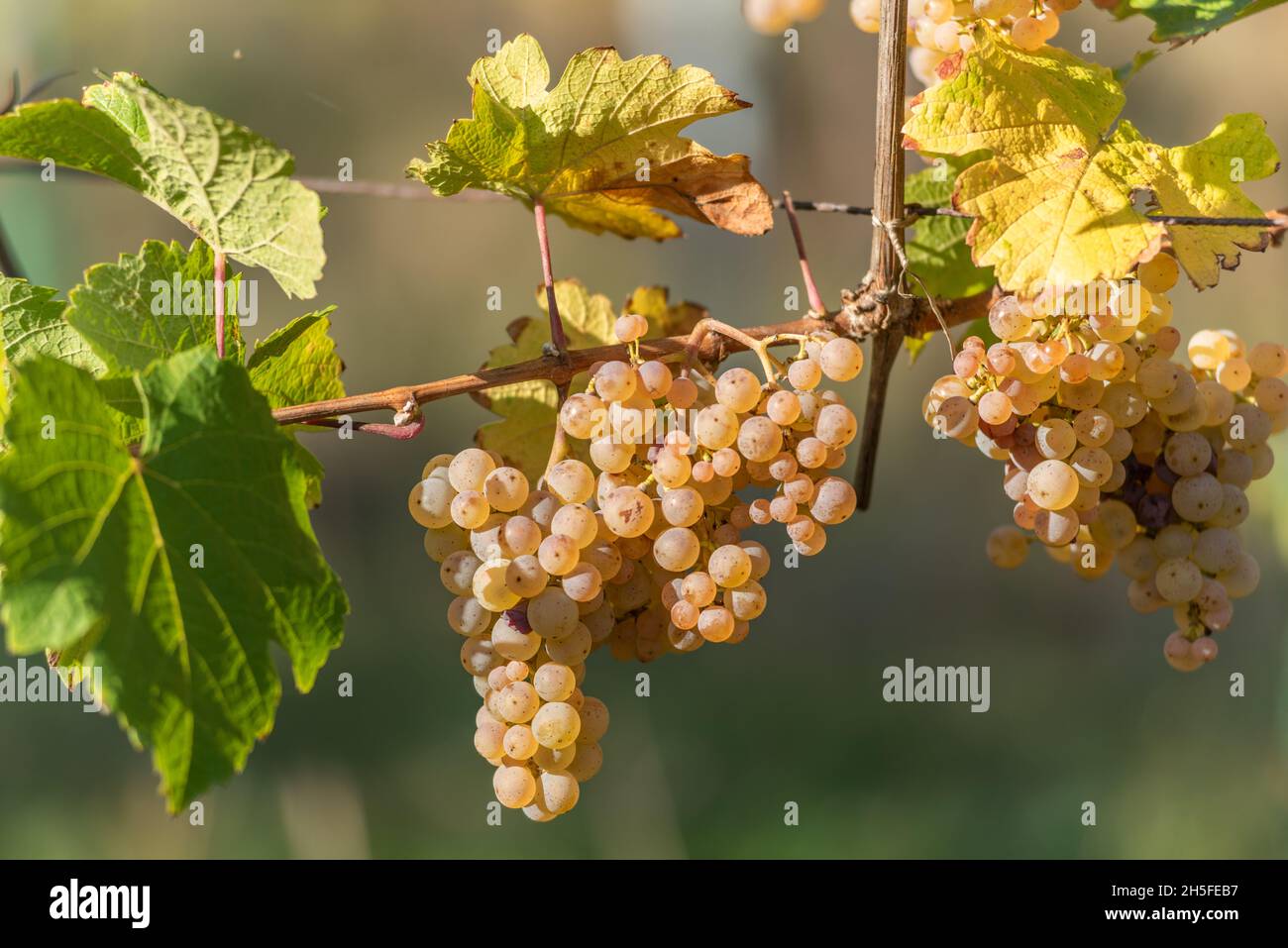 Alsace vineyard hi-res stock photography and images - Alamy