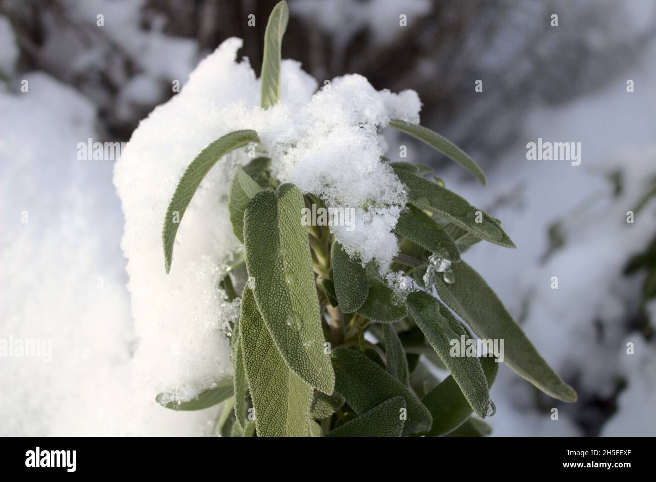 Sage plant in winter hi-res stock photography and images - Alamy