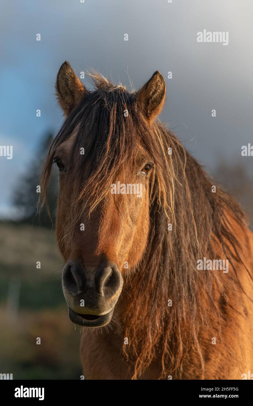 Horse portait hi-res stock photography and images - Alamy