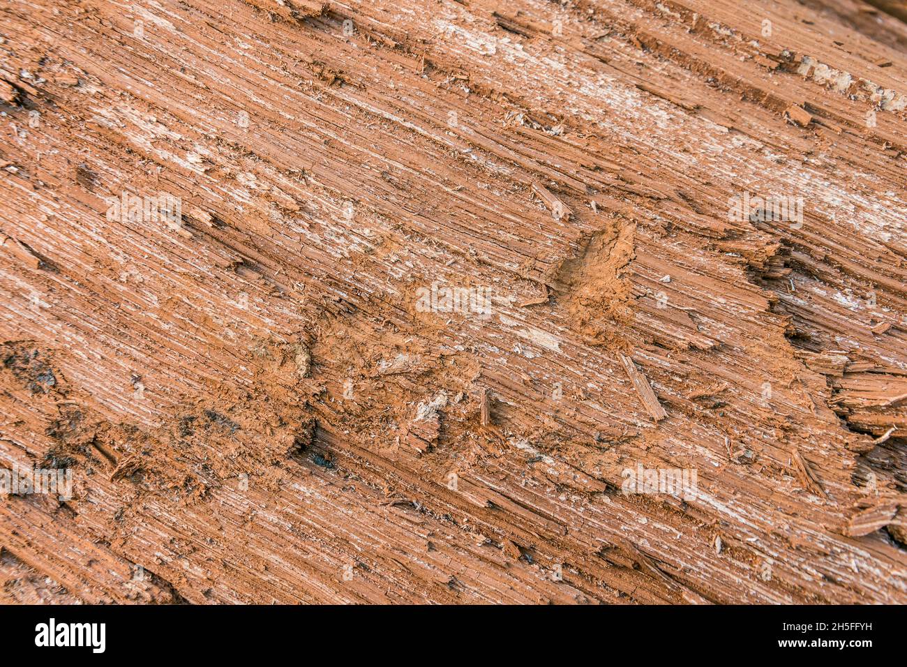 Texture mouldering old brown wood close up Stock Photo - Alamy