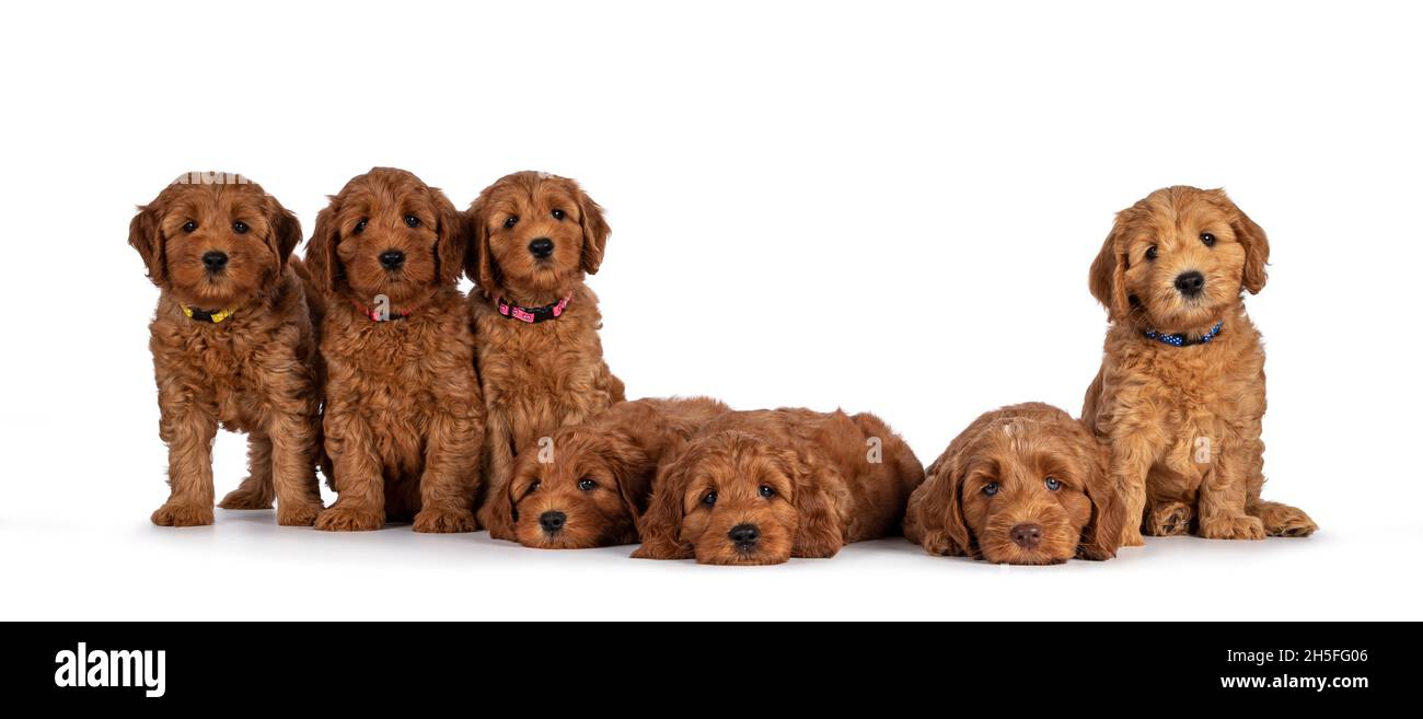 Row of seven adorable red 8 weeks young Cobberdog aka Labradoodle ...
