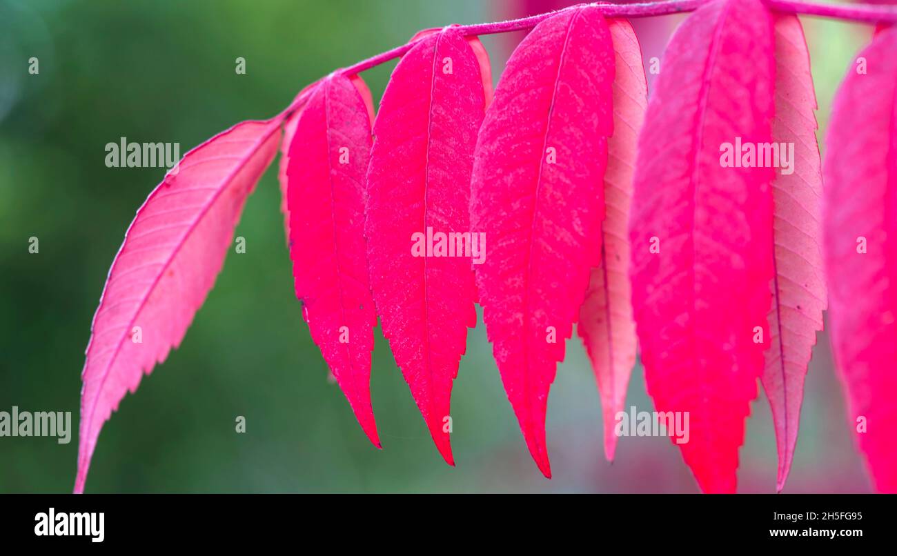 Angiospermae hi-res stock photography and images - Alamy