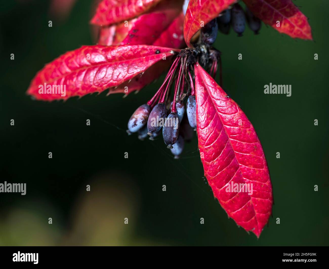 Angiospermae hi-res stock photography and images - Alamy