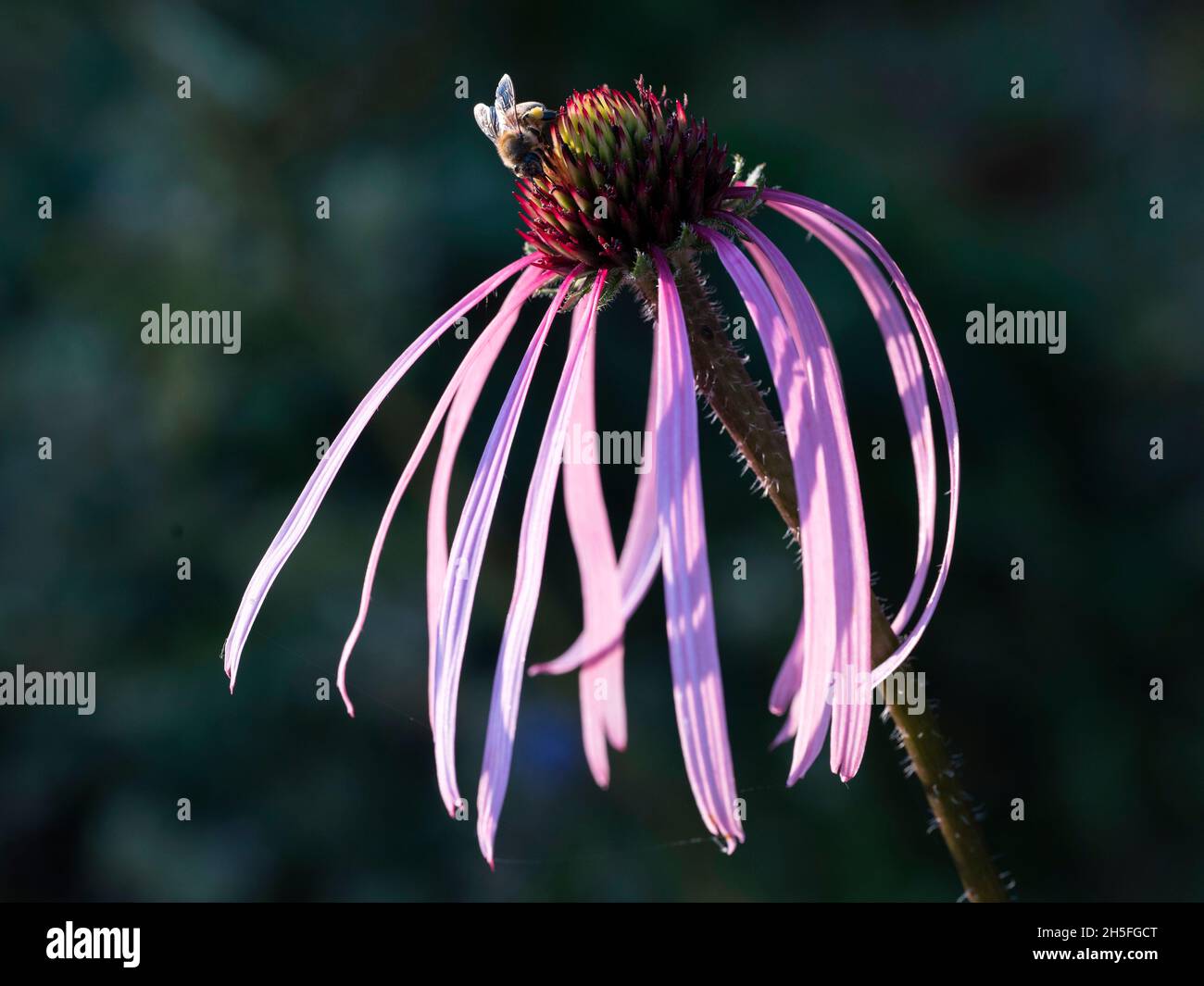Angiospermae hi-res stock photography and images - Alamy