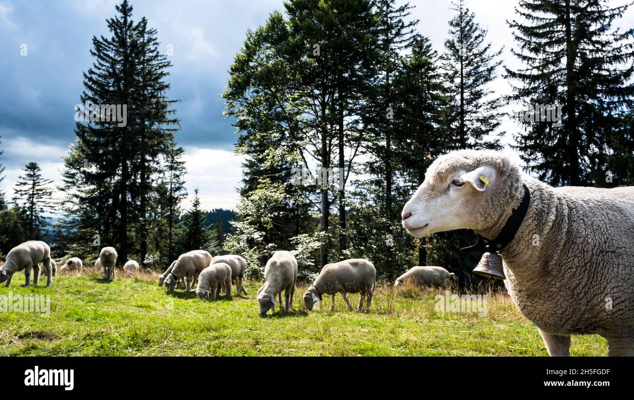 Napf landscape hi-res stock photography and images - Alamy