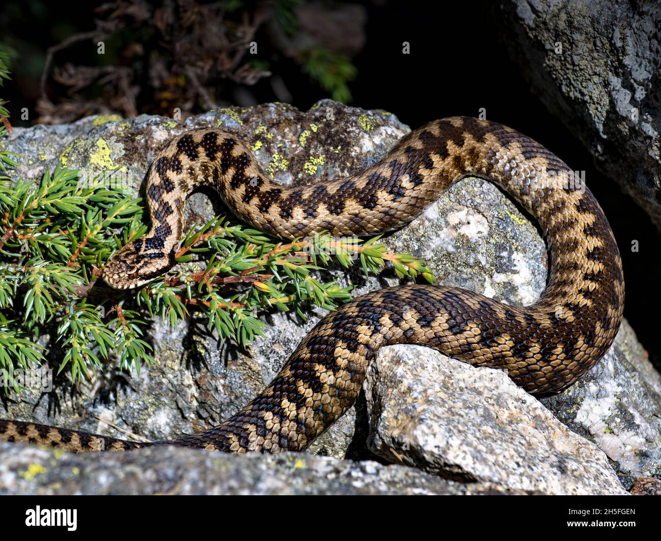 Maloja snake hi-res stock photography and images - Alamy