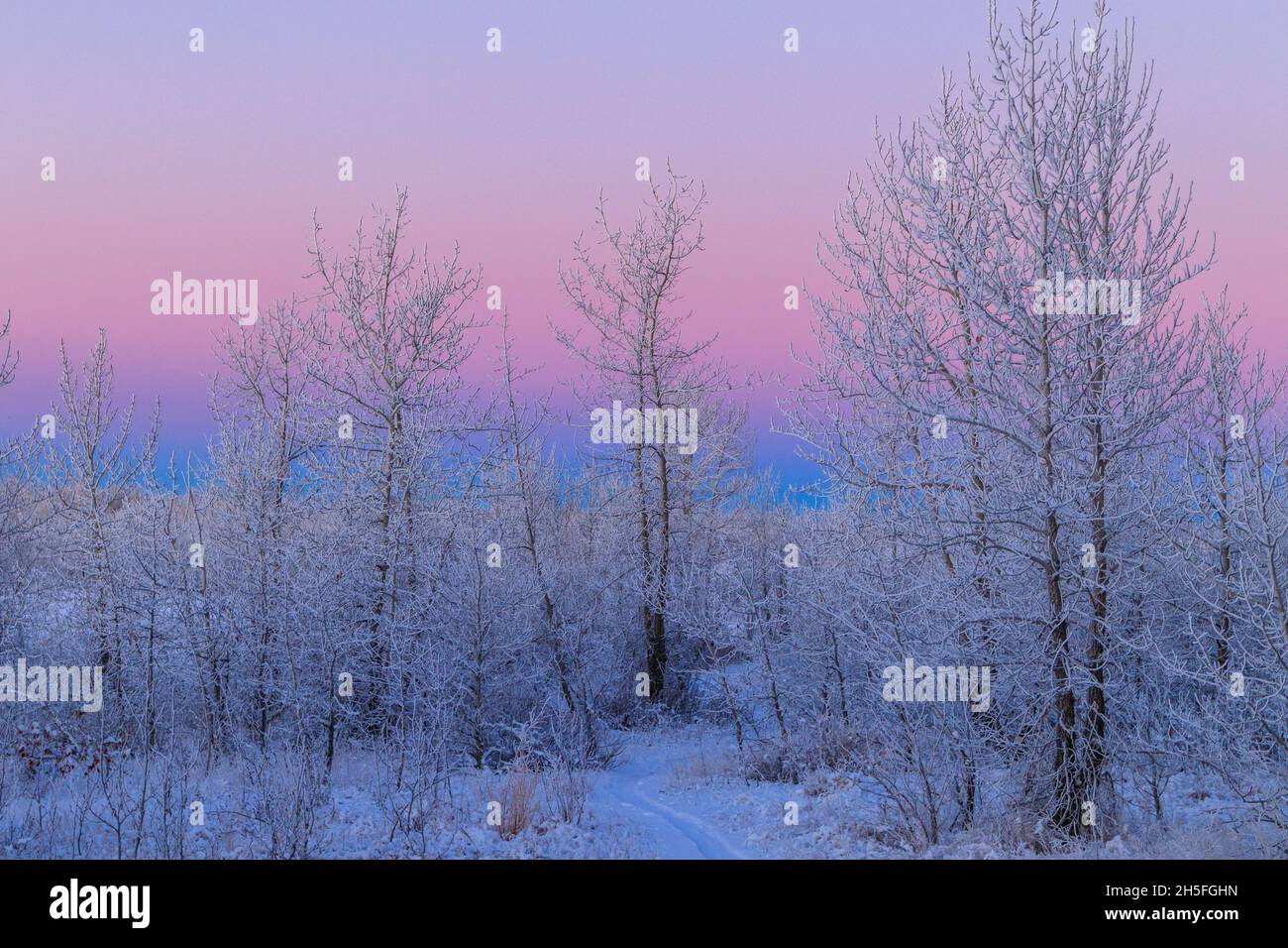 Snowy spruce in foreground hi-res stock photography and images - Alamy