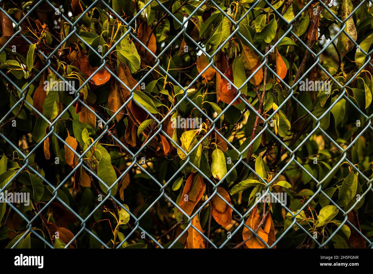 Colorful backdrop of autumn leaves behind a shining chain link fence ...