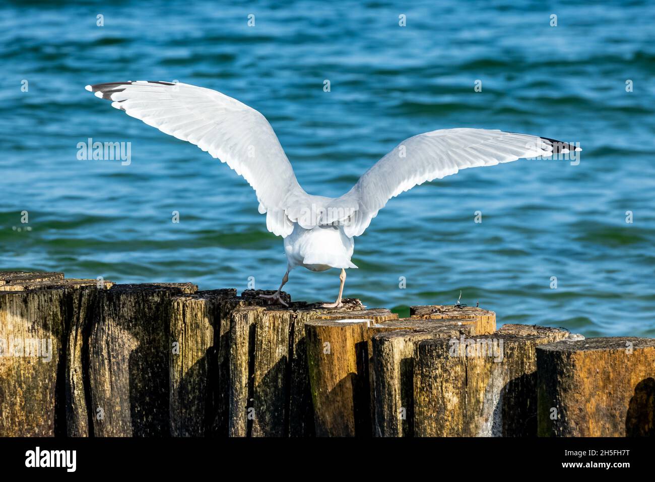 Shot beautiful seagull bird hi-res stock photography and images - Alamy